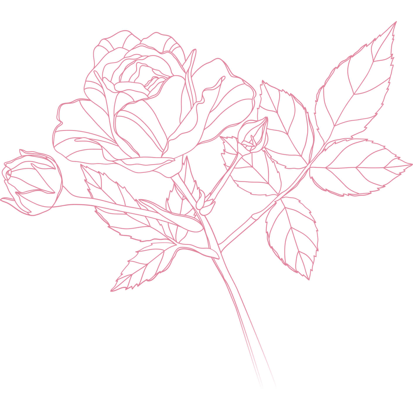 Rózsa arckrém 50 ml - Ilcsi